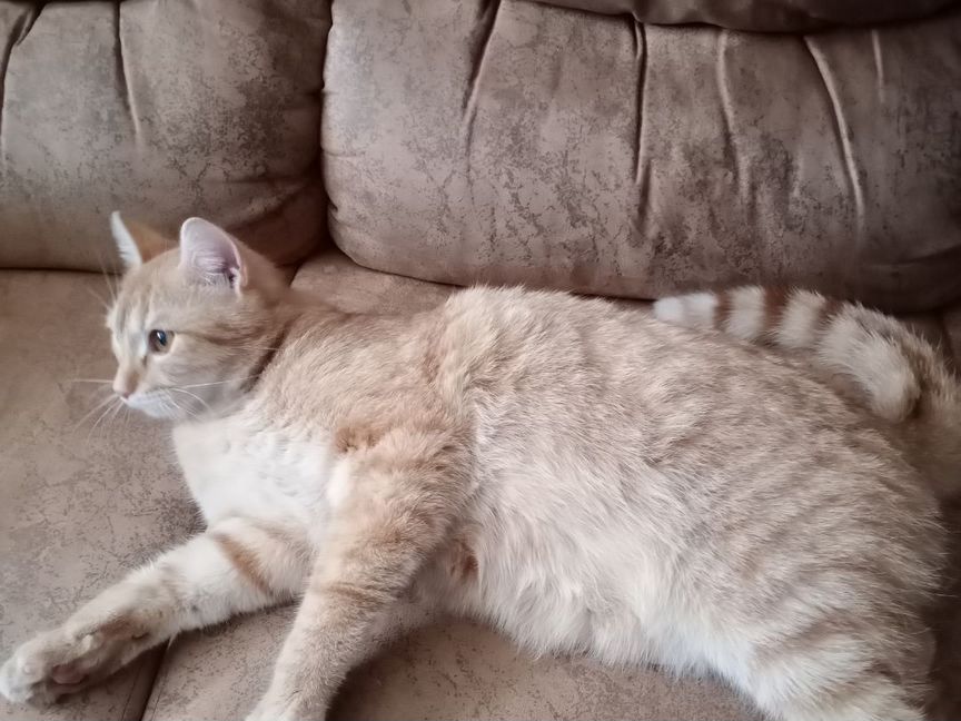 Отдам кота в добрые руки