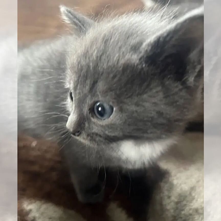 Шотландский вислоухий длинношёрстный котёнок