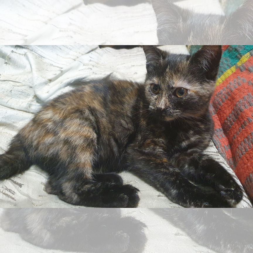 Европейский короткошёрстный котёнок