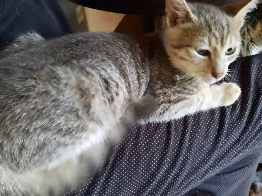 Котичек 6-7 мес