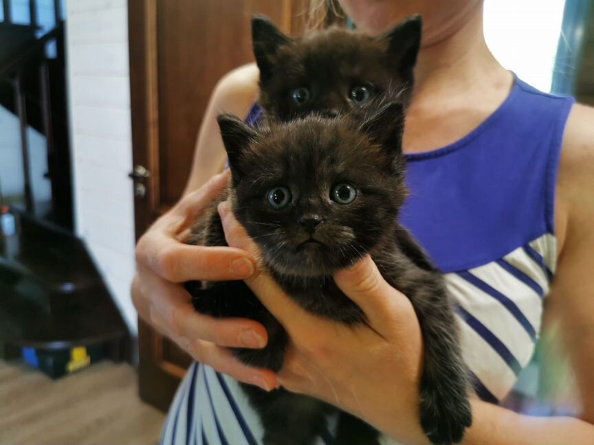 Котята британцы