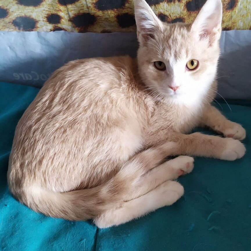 Рыжик кот