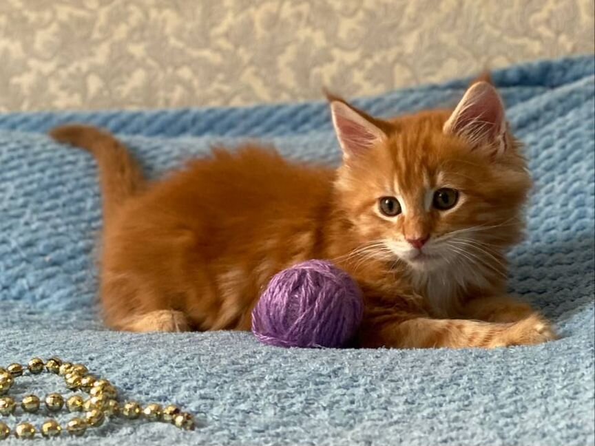 Котята мейн-кун