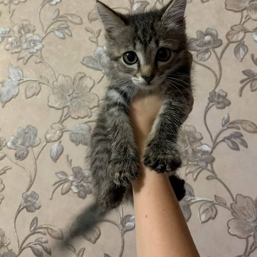 Отдам котенка в добрые руки