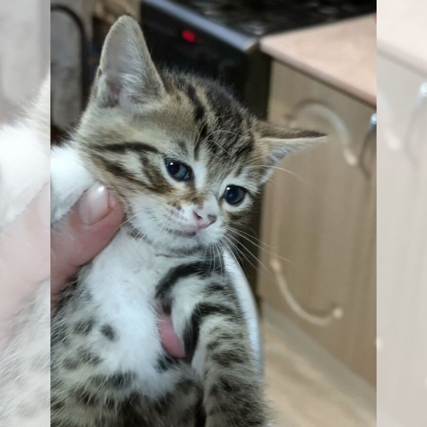 Кошки в добрые руки бесплатно