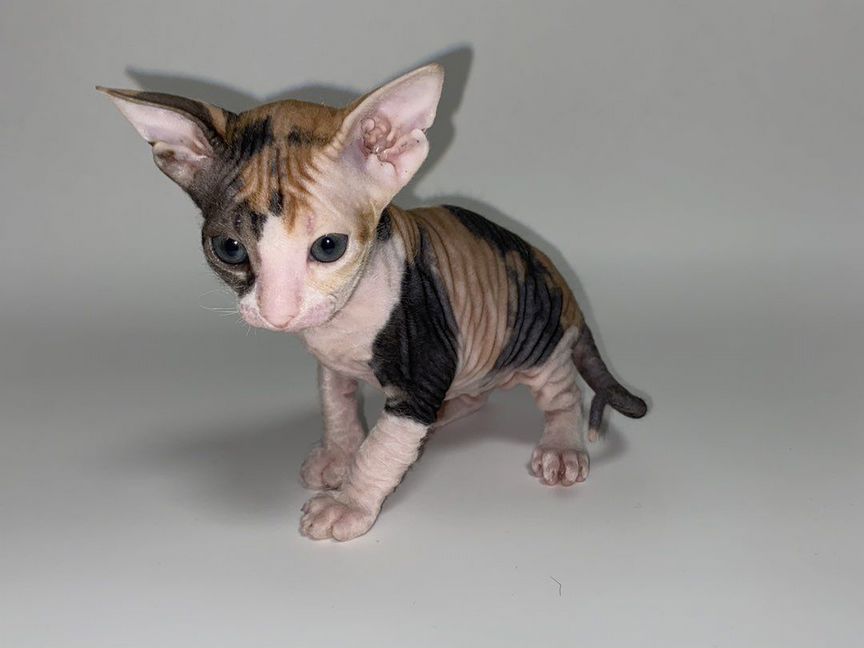 Котята сфинкс