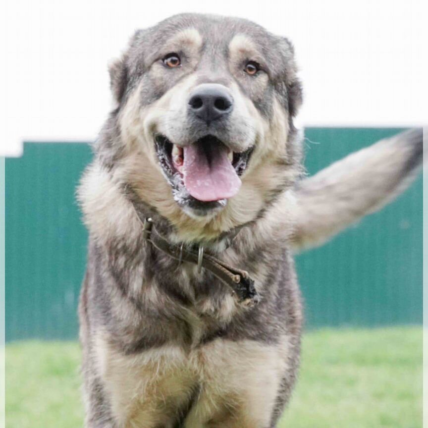 Среднеазиатская овчарка, щенок