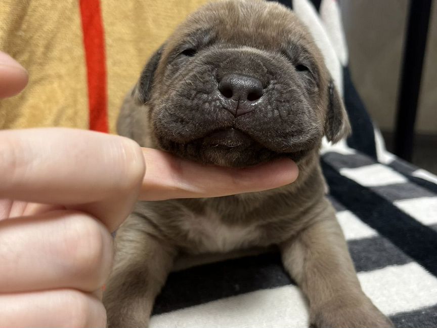 Щенки кане корсо