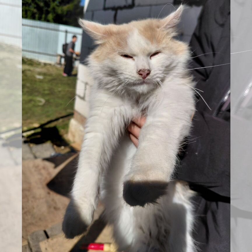 Турецкий ван котёнок