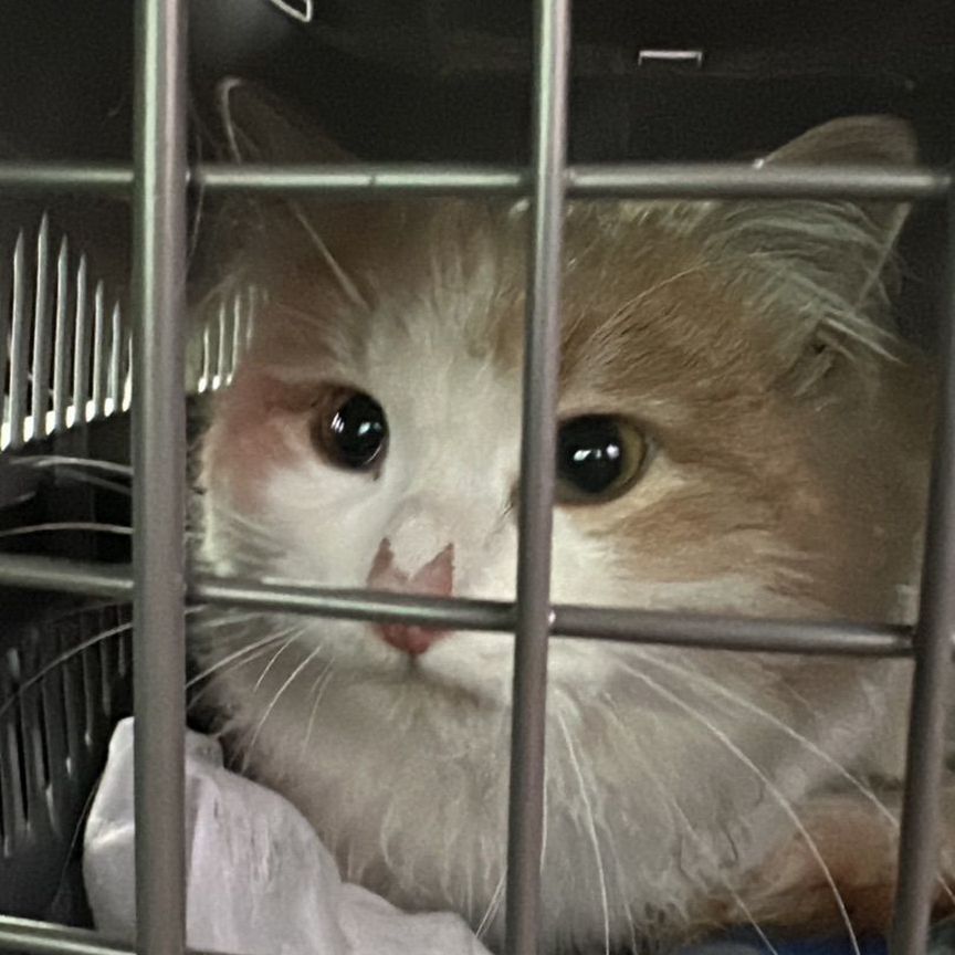 Молодой котик ждет свою семью