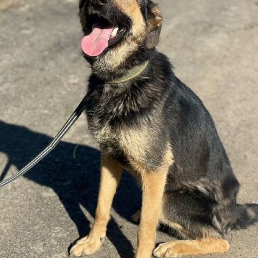 Айка ищем дом