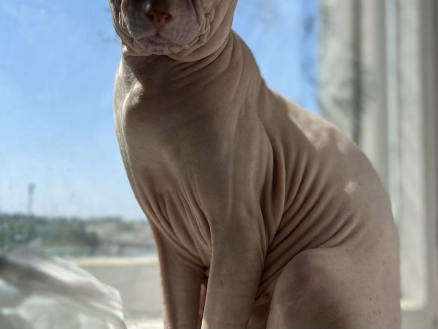 Донской сфинкс