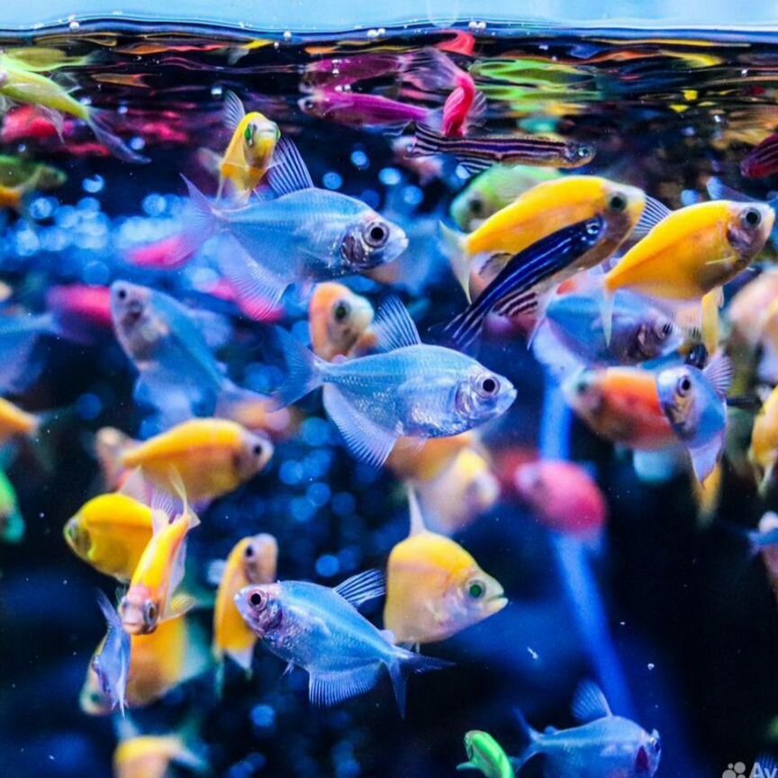 Аквариумные рыбки оптом