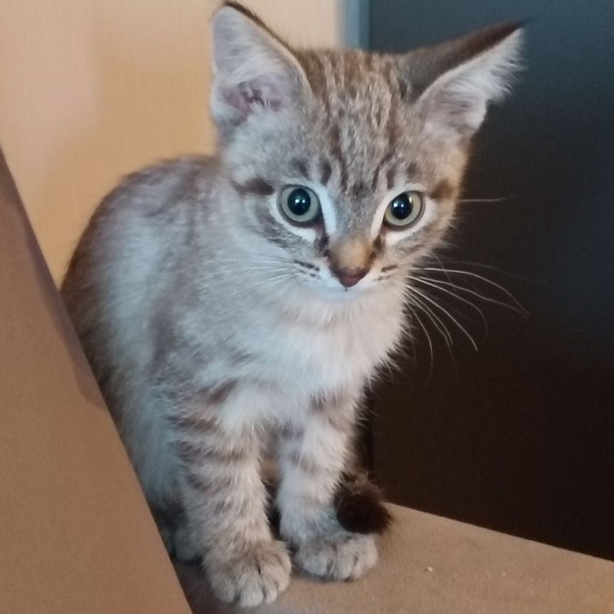Британский короткошёрстный котёнок