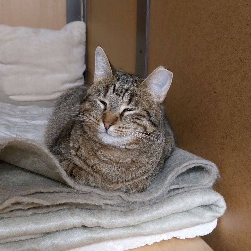 Фрося ищет дом