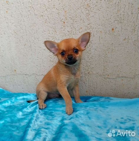 Щенки чихуахуа большой выбор