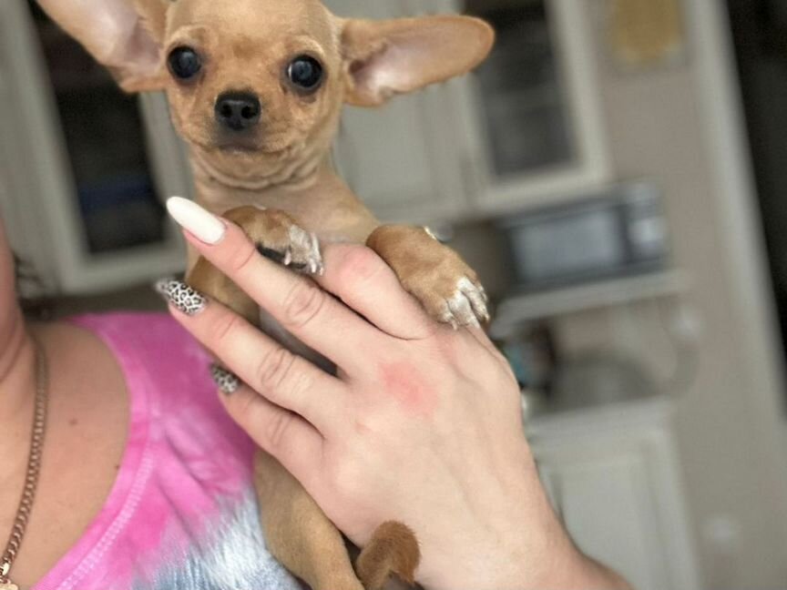 Кукольный мини мальчик чихуахуа