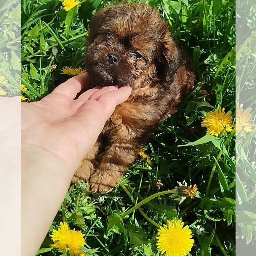 Брюссельский гриффон, щенок