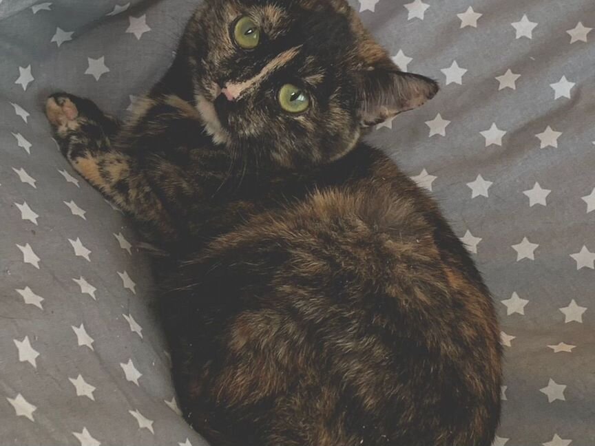 Кошки в добрые руки