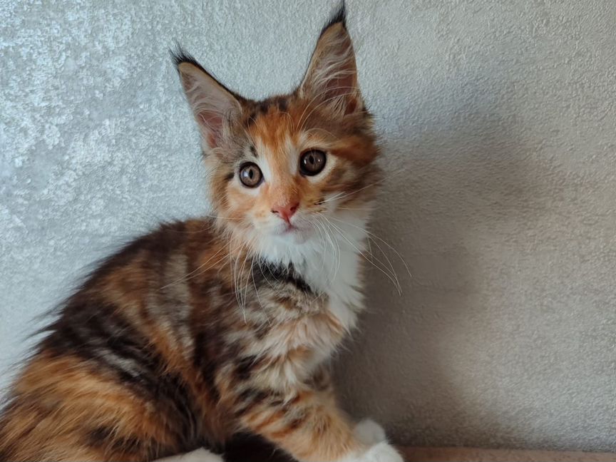 Котята мейн-кун