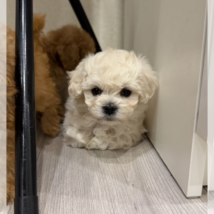 Той-пудель, щенок