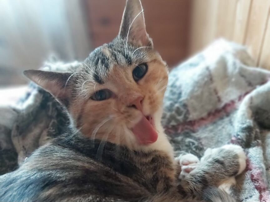 Кошка в дар бесплатно