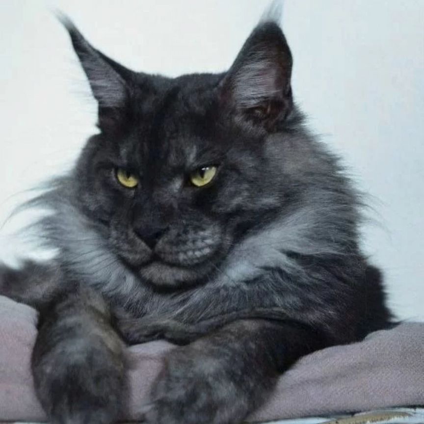 Мейн-кун вязка