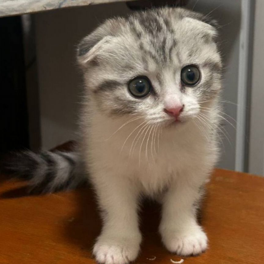 Шотландский вислоухий короткошёрстный котёнок