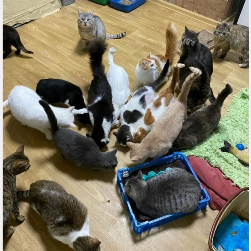 Котики и котята из приюта, ищут семью, дом