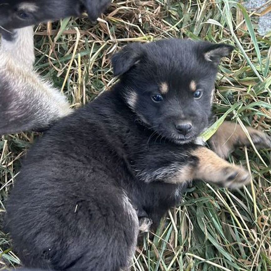 Потерялся щенок на строительном поселке