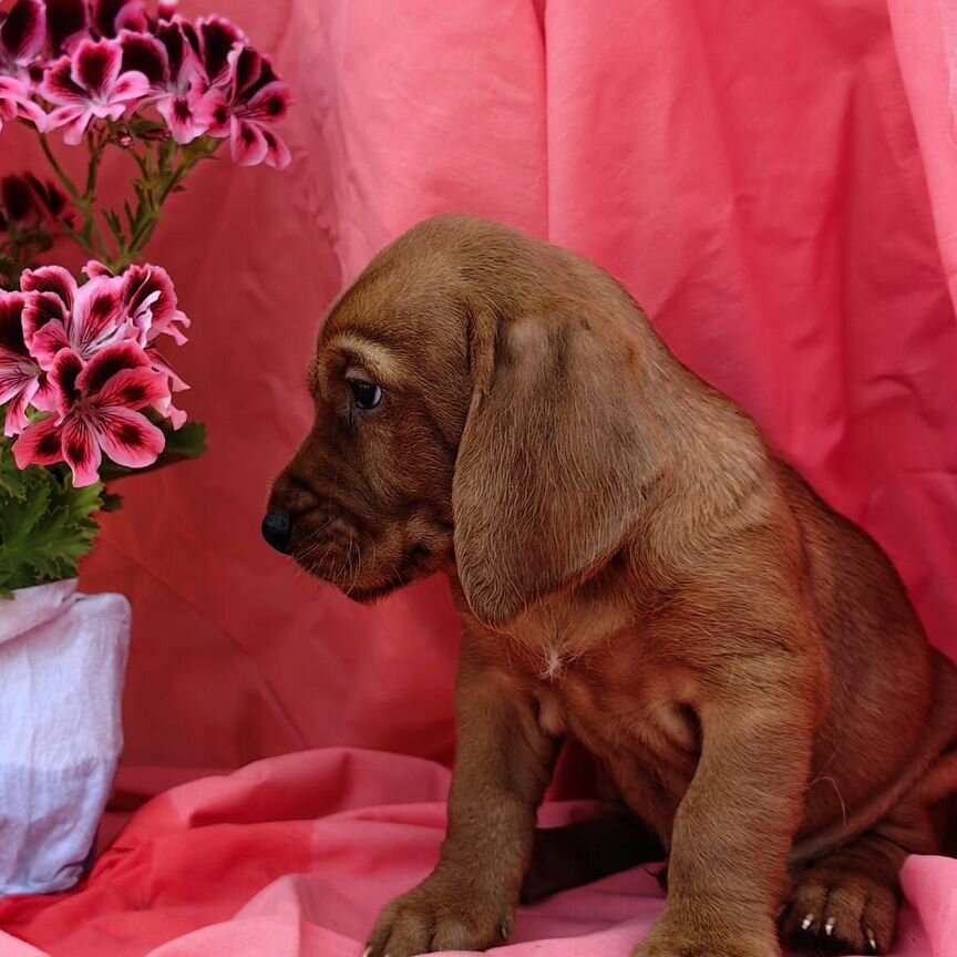 Щенки Рыжий бретонский бассет девочка