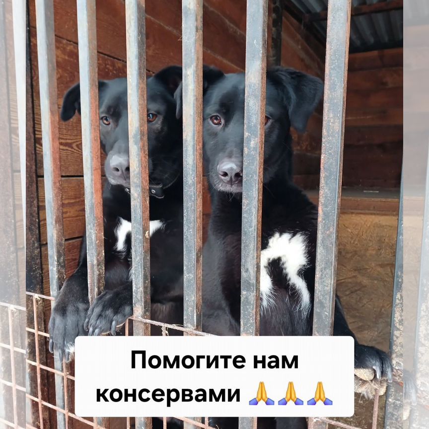 Взрослая собака в добрые руки