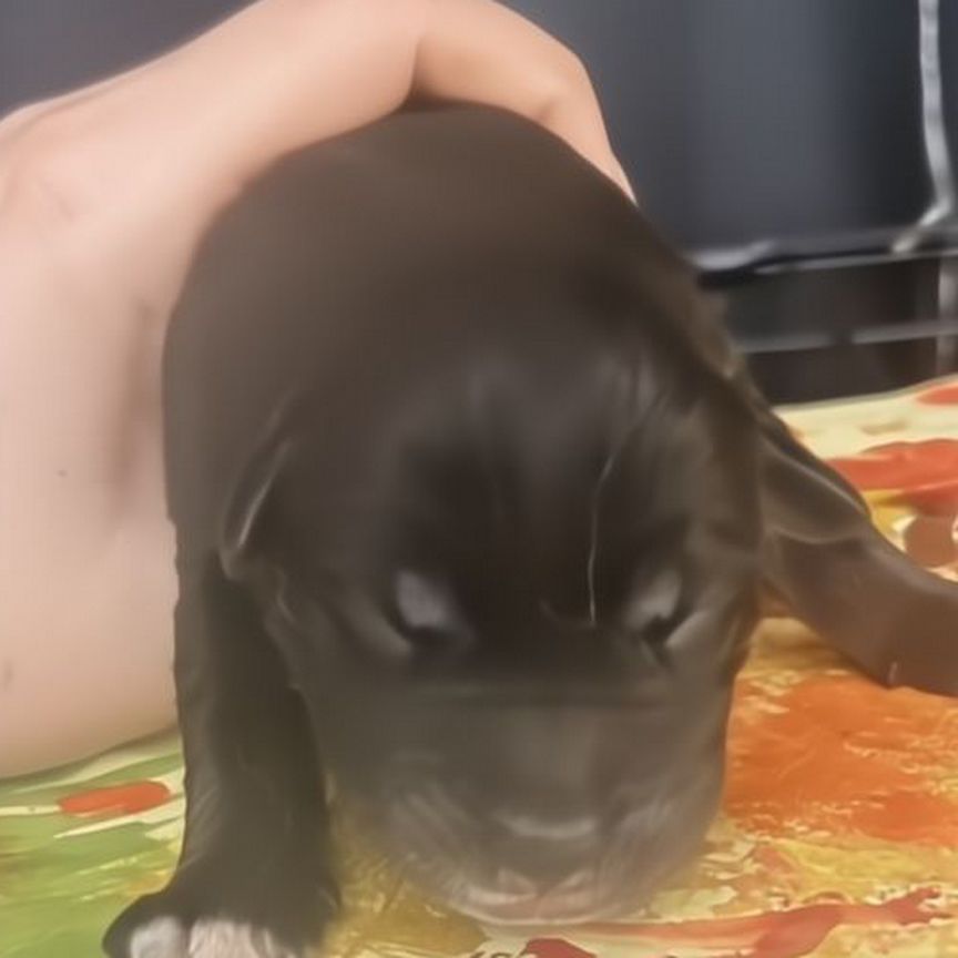 Сибирский хаски, щенок