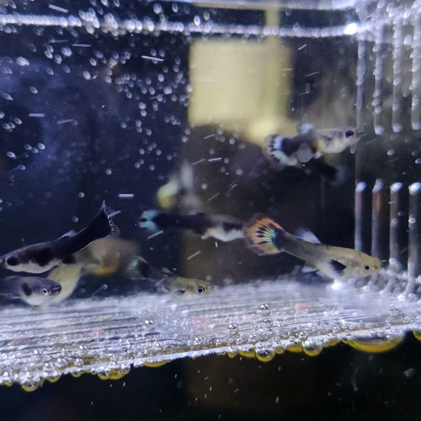 Гуппи, цена за всех