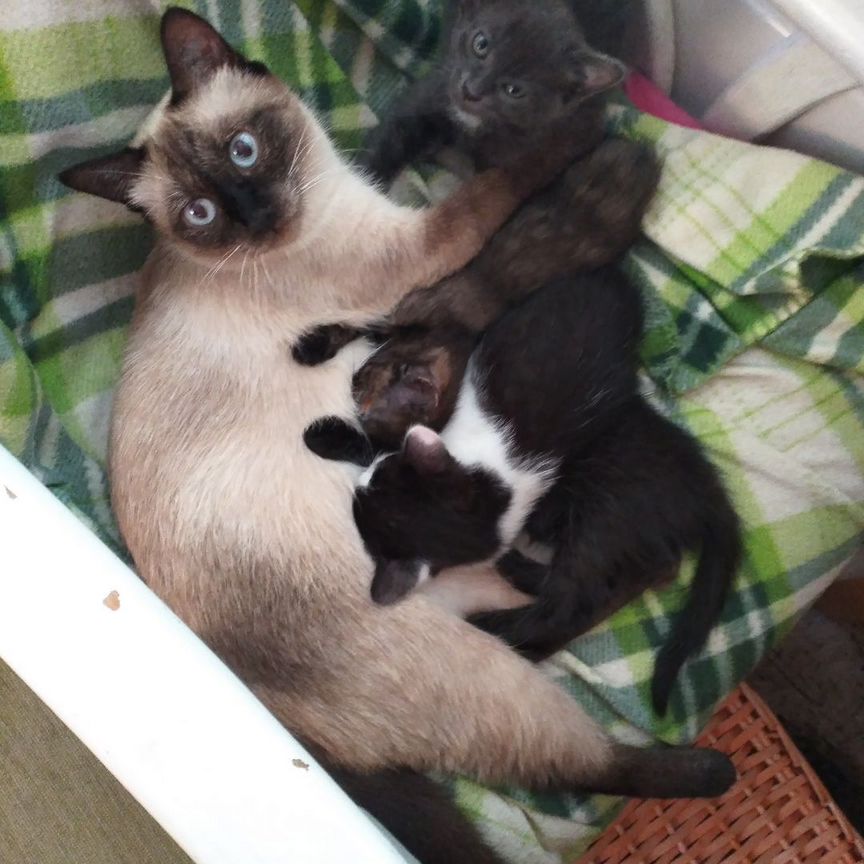 Котята