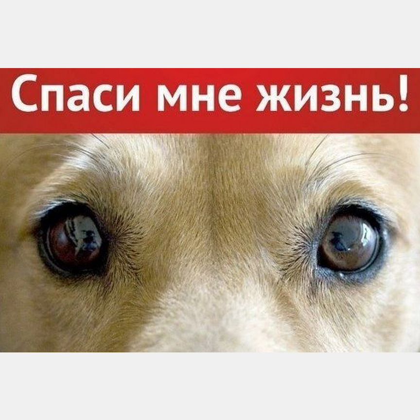 Собака в добрые руки отдам бесплатно