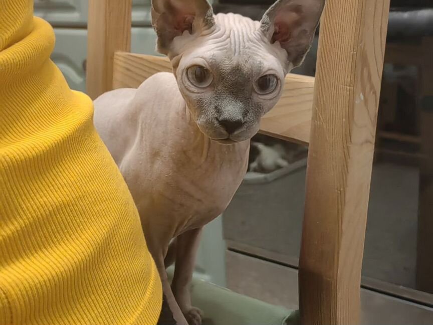 Канадский сфинкс кошка
