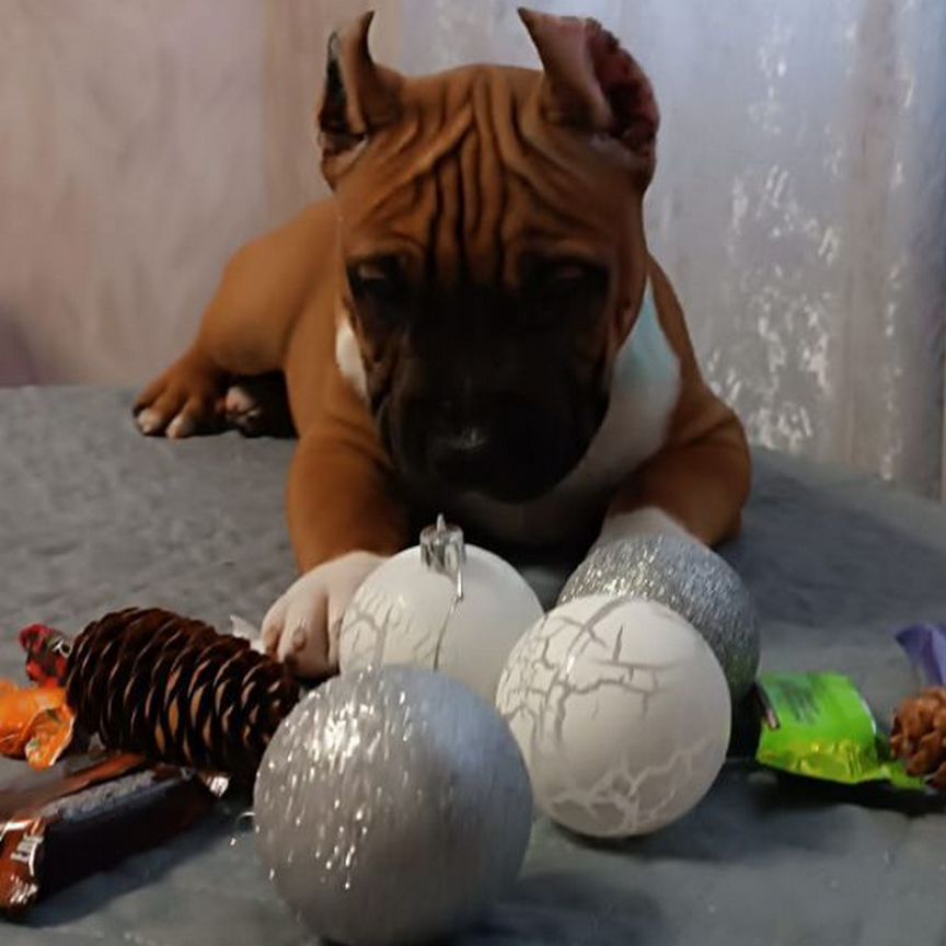 Американский стаффордширский терьер, щенок