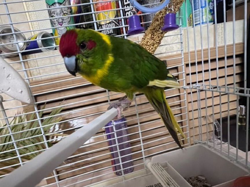 Попугай какарик