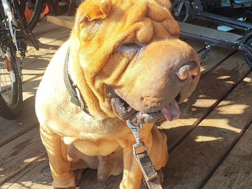 Шарпей бесплатно