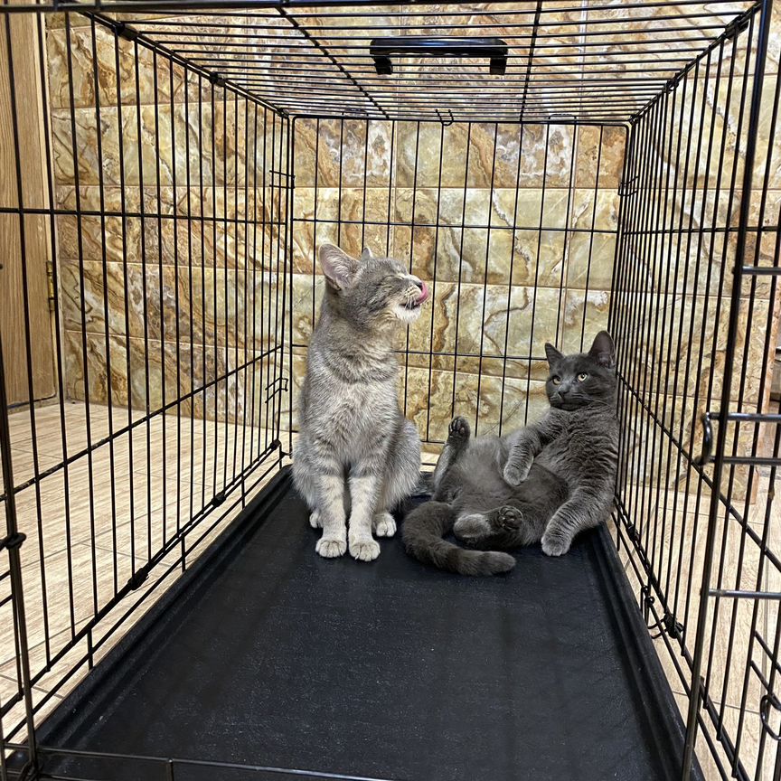 Металлическая клетка для собак,кошек