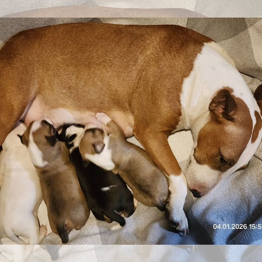 Мини-бультерьер, щенок