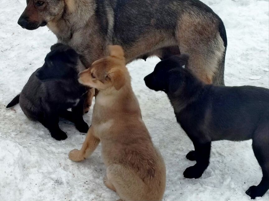 Щеночки в добрые руки