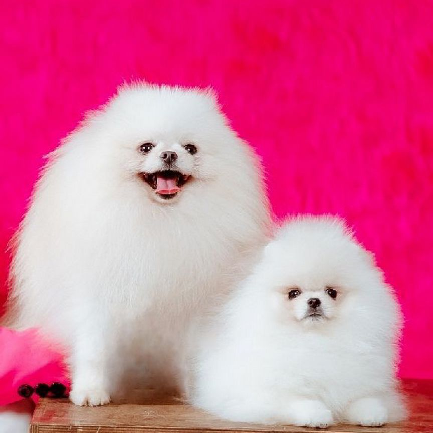 Белоснежные шпицы