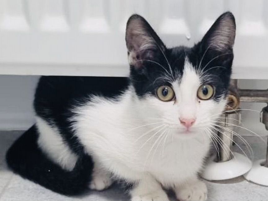 Котенок в дар бесплатно