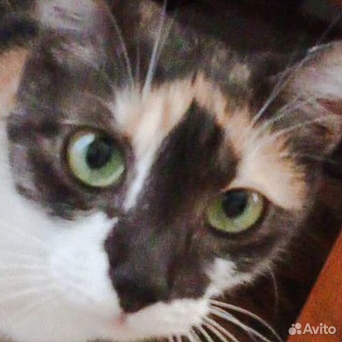 Трехцветная кошка Морковка в дар