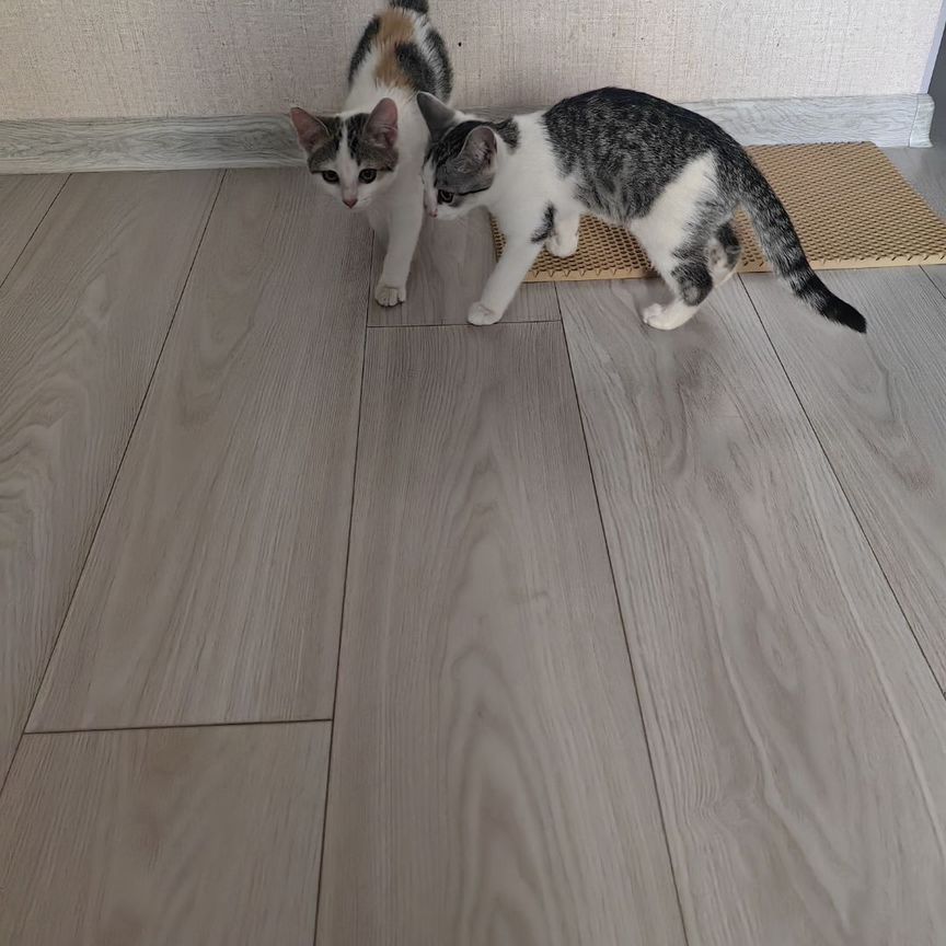 Котята в добрые руки бесплатно