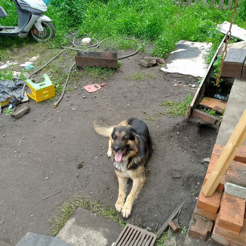 Собака немец с лайкой