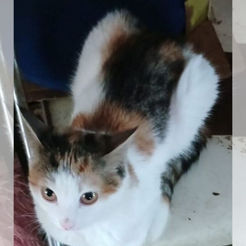 Кошечка Ева