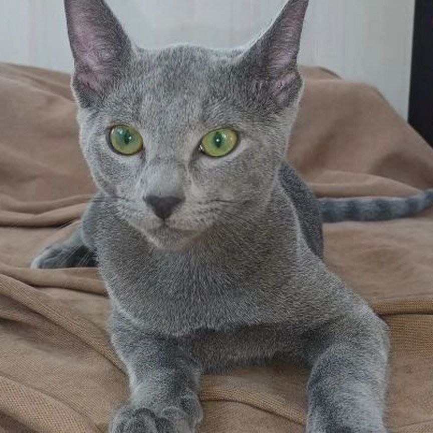 Русский голубой котёнок